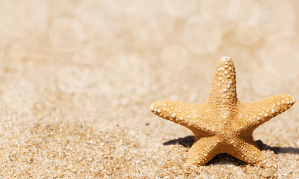 Sylt News von SYLT1 - Das Fernsehen von der Insel Sylt